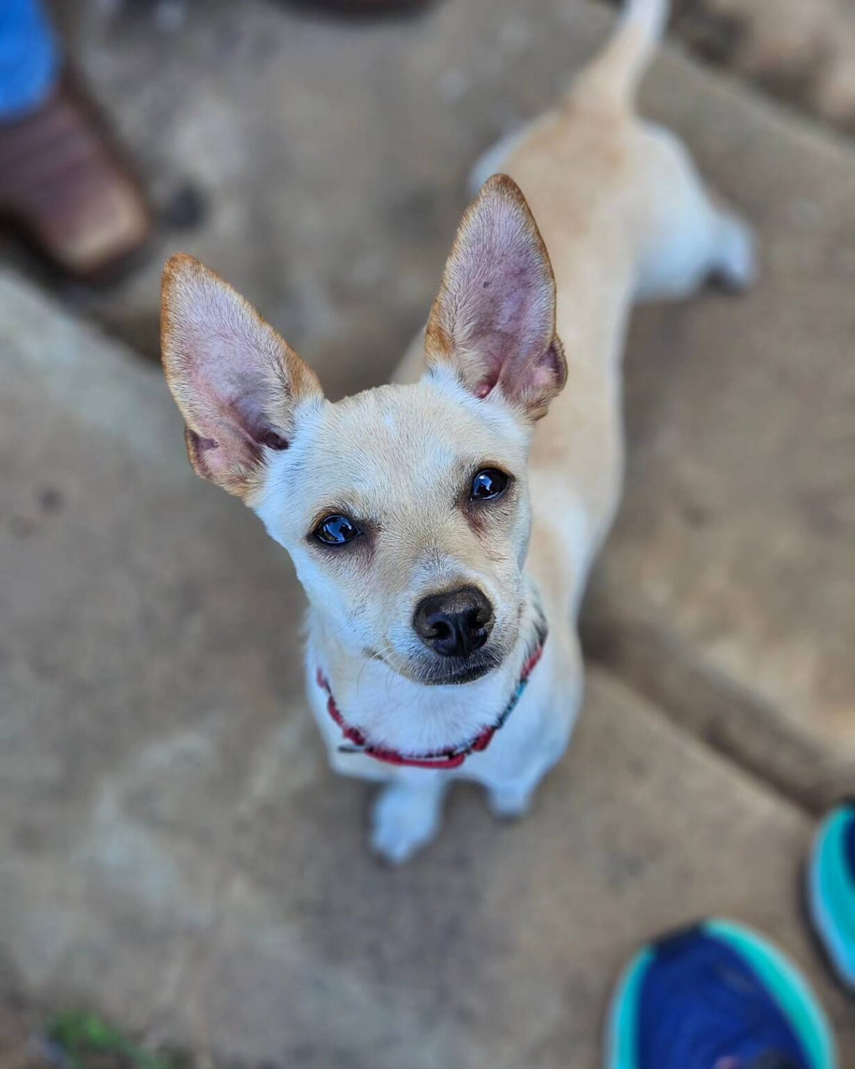 Our Mission - Aloha Animal Outreach